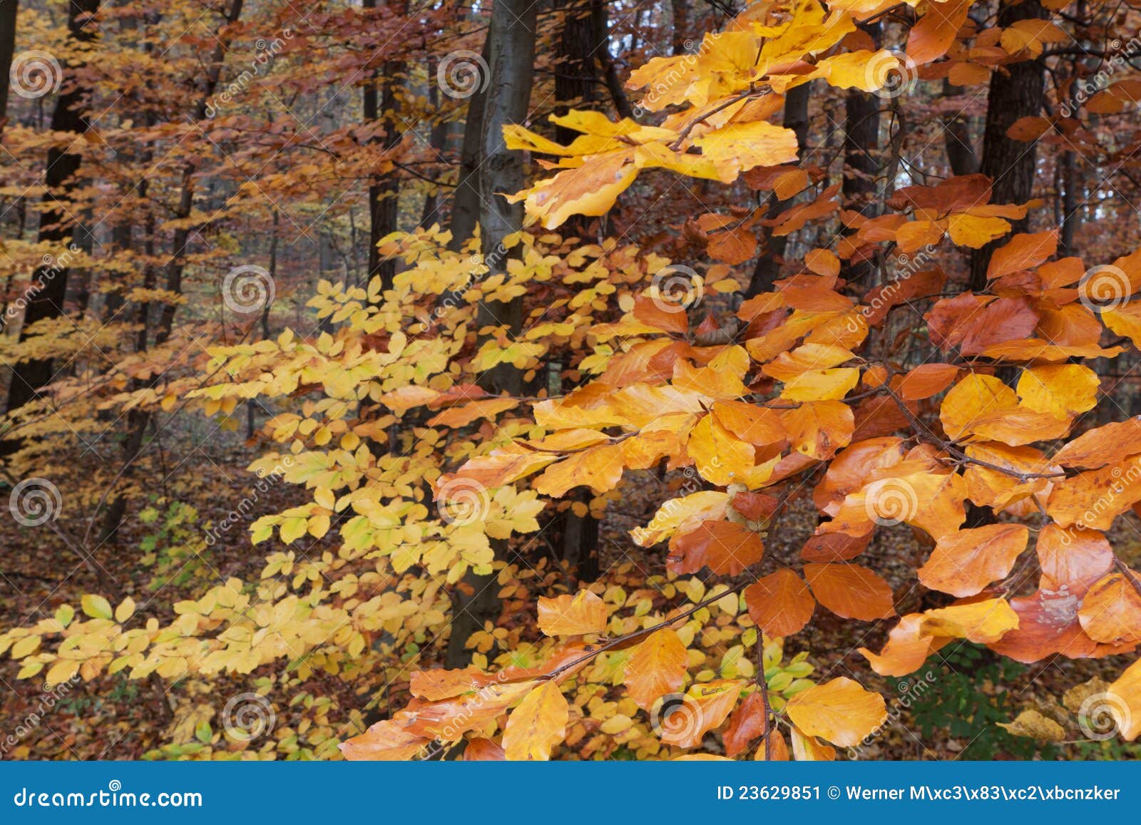 Is A Deciduous Tree, Native To North America. It Grows To A Height Of ...