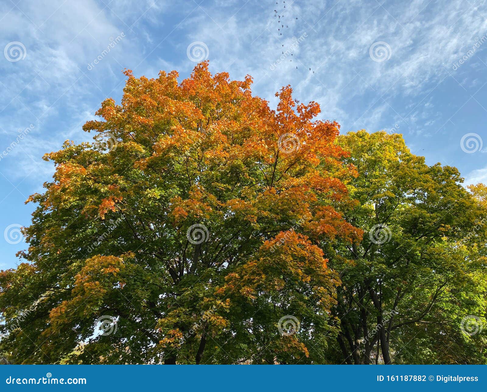 Deciduous Tree in Autumn Colors Stock Photo - Image of woodland ...