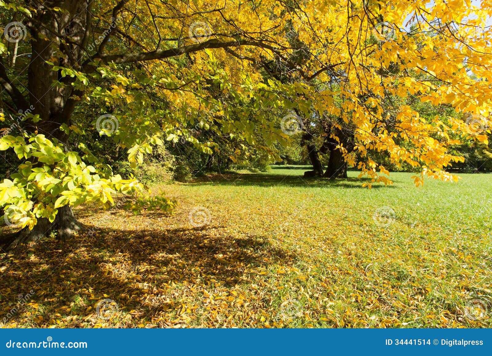 Deciduous tree in autumn stock photo. Image of autumn - 34441514