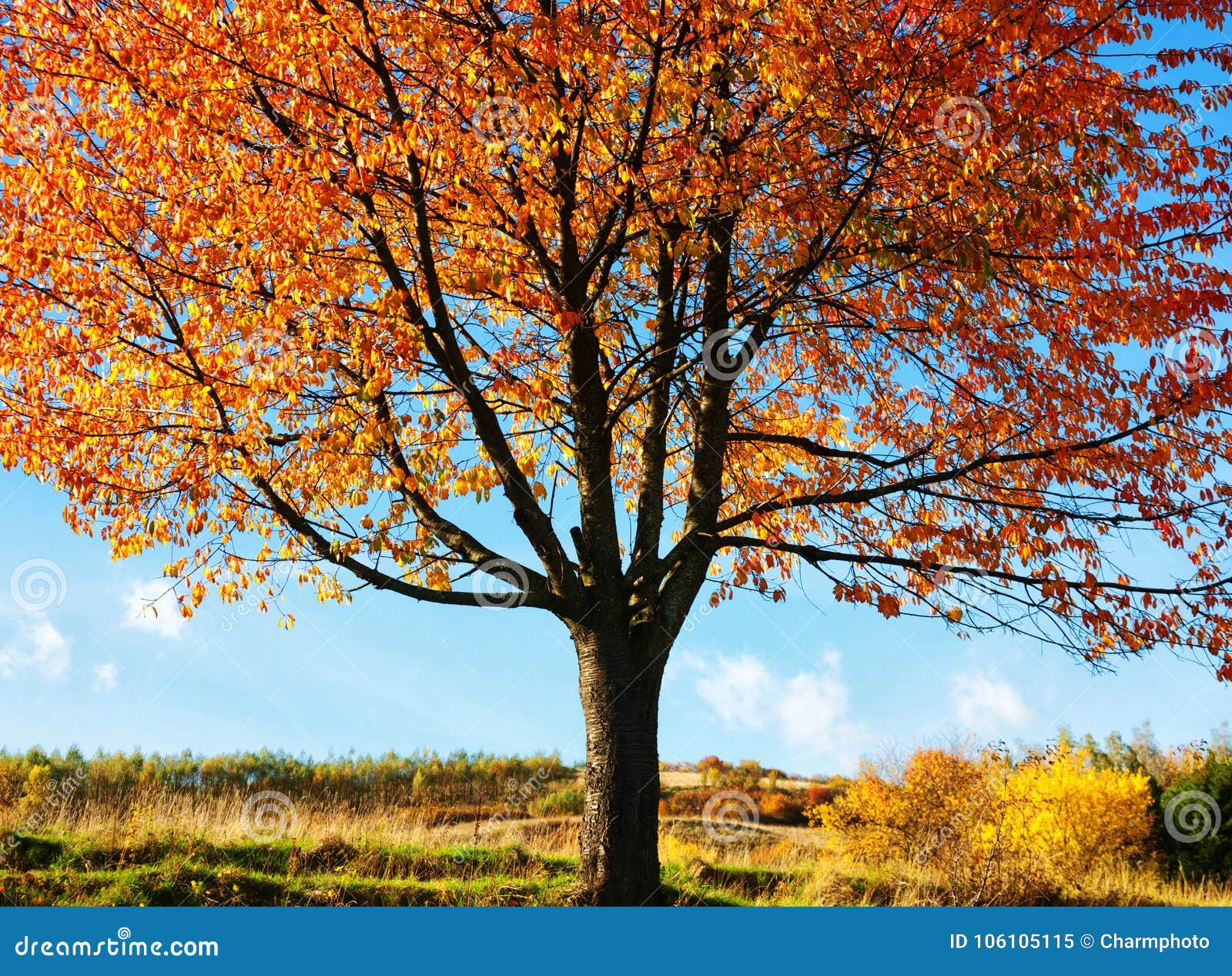 Deciduous tree background stock image. Image of concept - 106105115