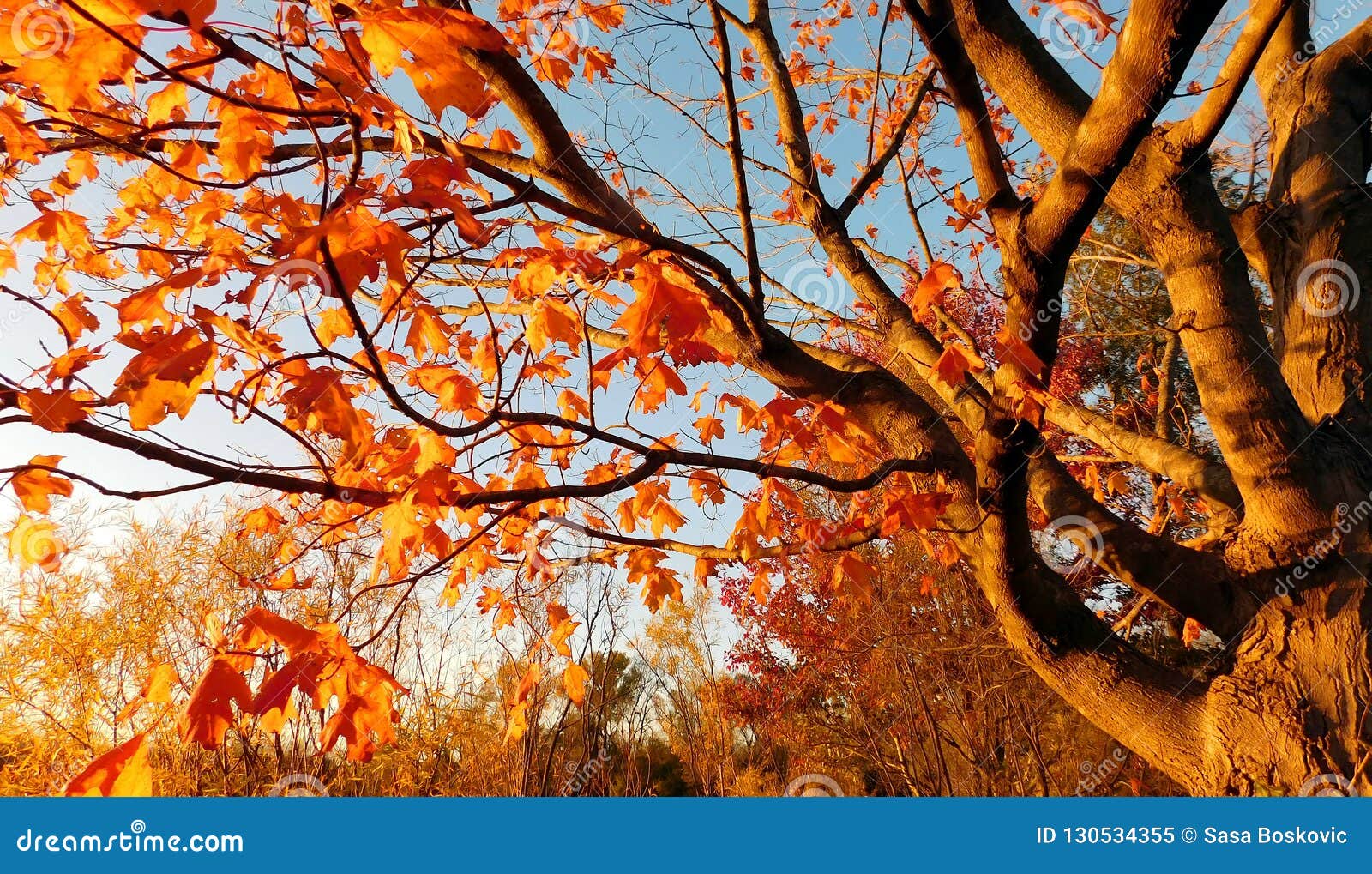 Deciduous Tree in Autumn stock image. Image of gold - 130534355