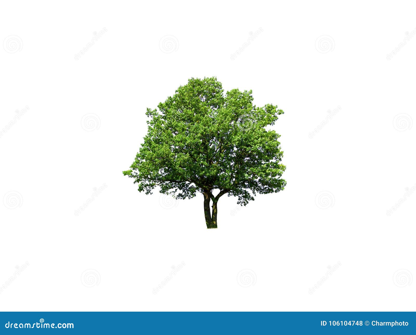 Deciduous tree background stock photo. Image of sunny - 106104748