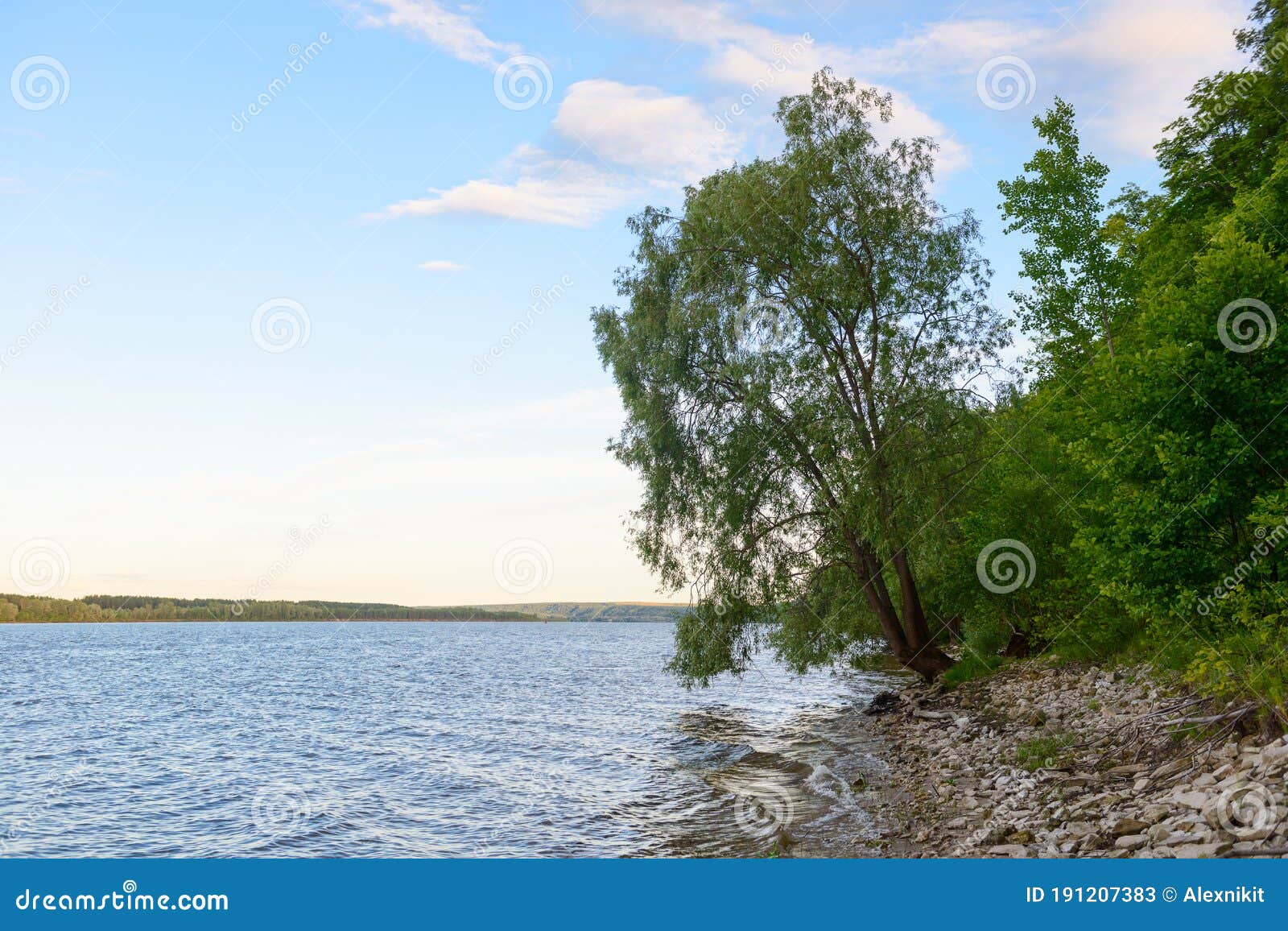 A Deciduous Tree on the Bank of a River on a Summer Evening Stock Image ...