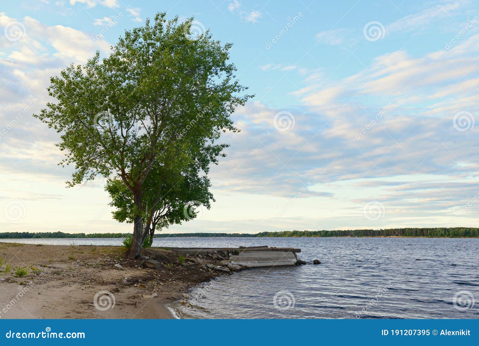 A Deciduous Tree on the Bank of a Wide River on a Summer Evening Stock ...