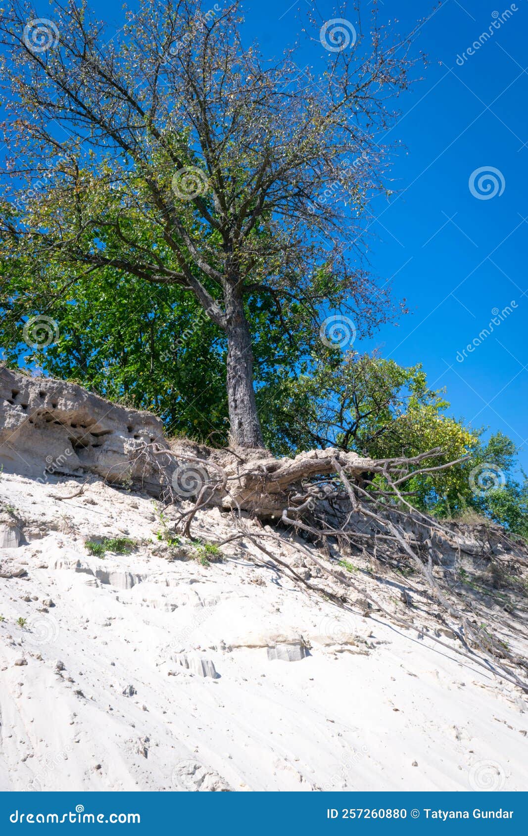Deciduous Tree with Bare Roots on Edge of Cliff. Problem of Soil ...