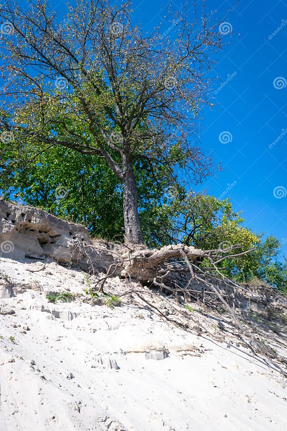 Deciduous Tree with Bare Roots on Edge of Cliff. Problem of Soil ...