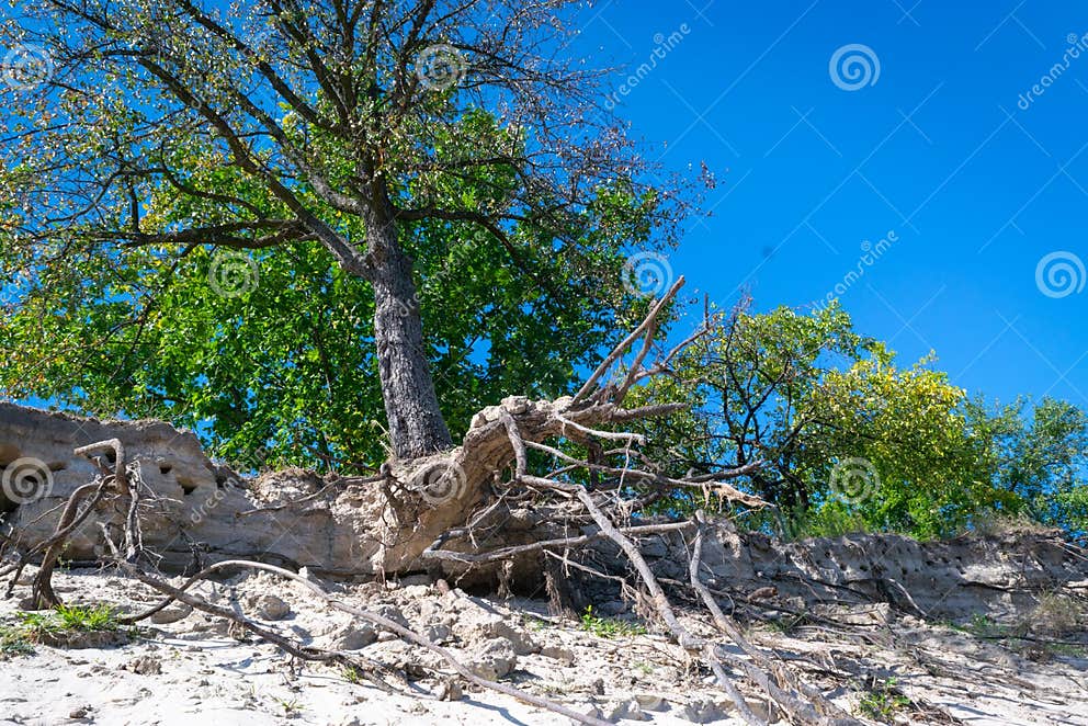 Deciduous Tree with Bare Roots on Edge of Cliff. Problem of Soil ...