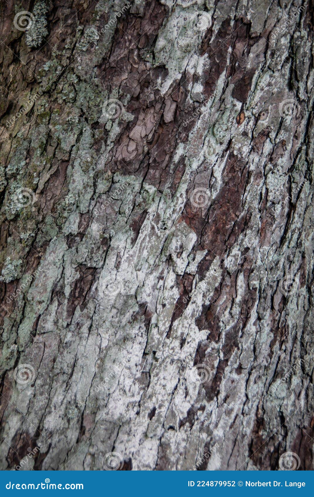 Deciduous tree with bark stock photo. Image of pests - 224879952