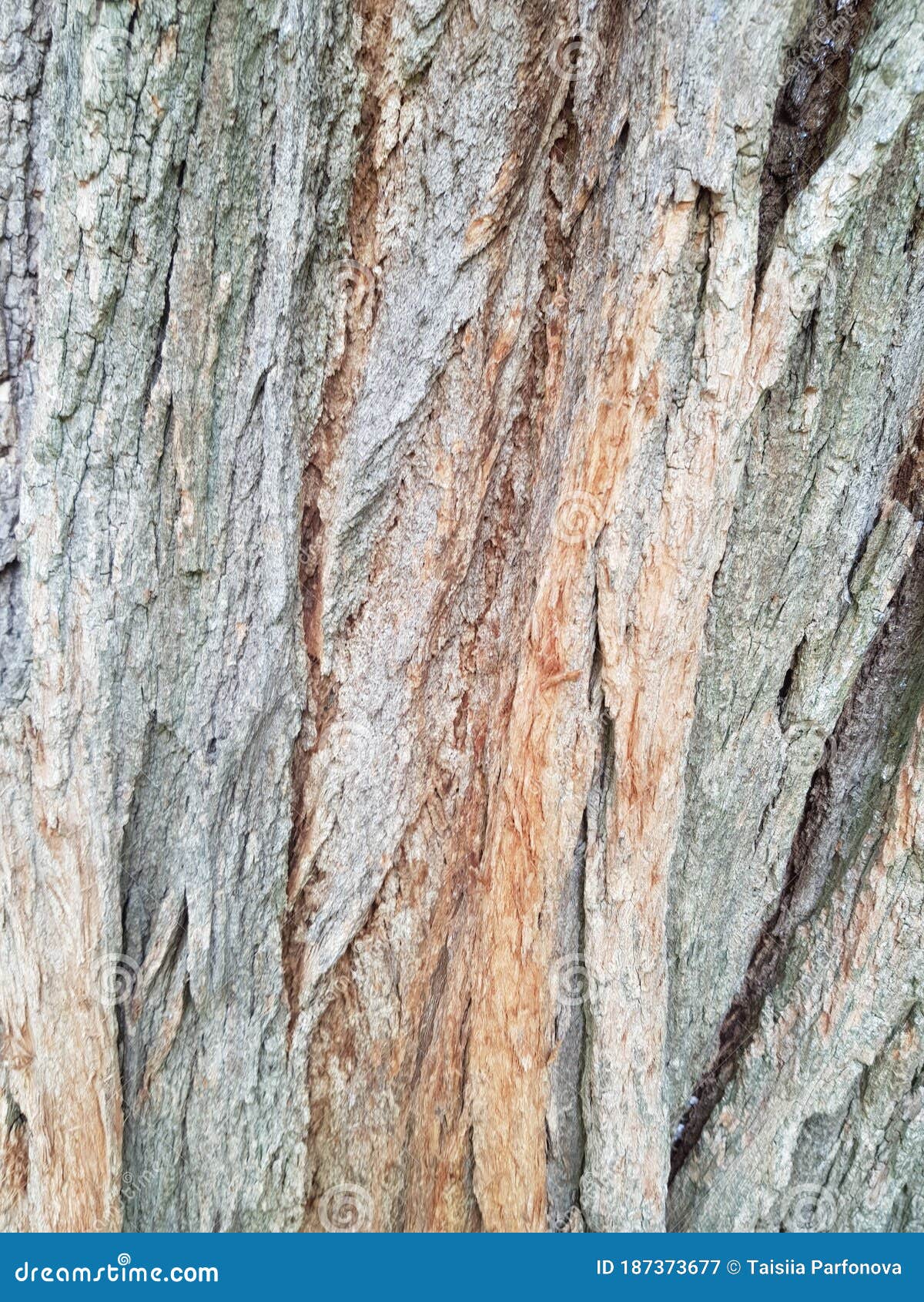 Deciduous Tree Bark Texture in the Garden Stock Image - Image of design ...