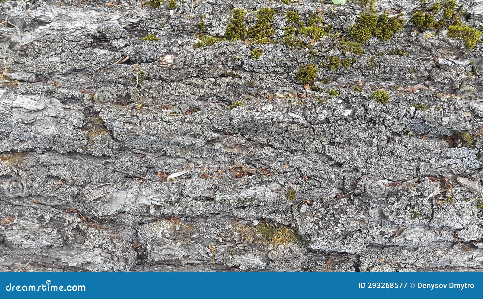 Deciduous Tree Bark. Tree Bark Texture Stock Image - Image of pattern ...