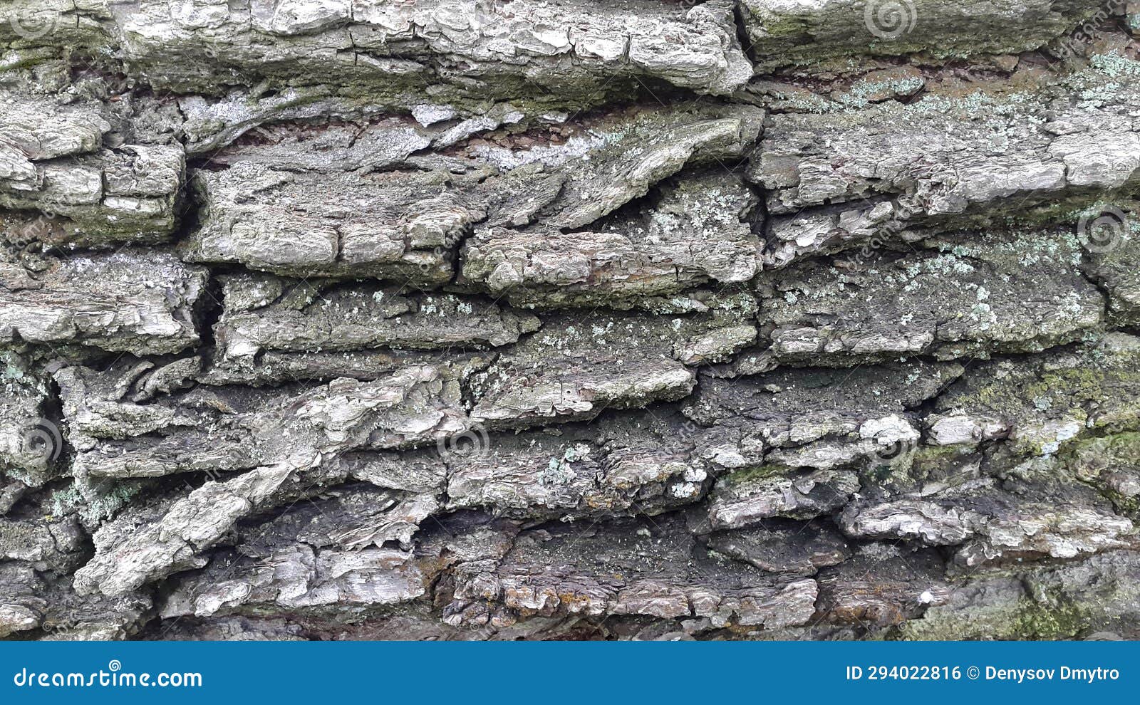 Deciduous Tree Bark. Tree Bark Texture Stock Photo - Image of surface ...