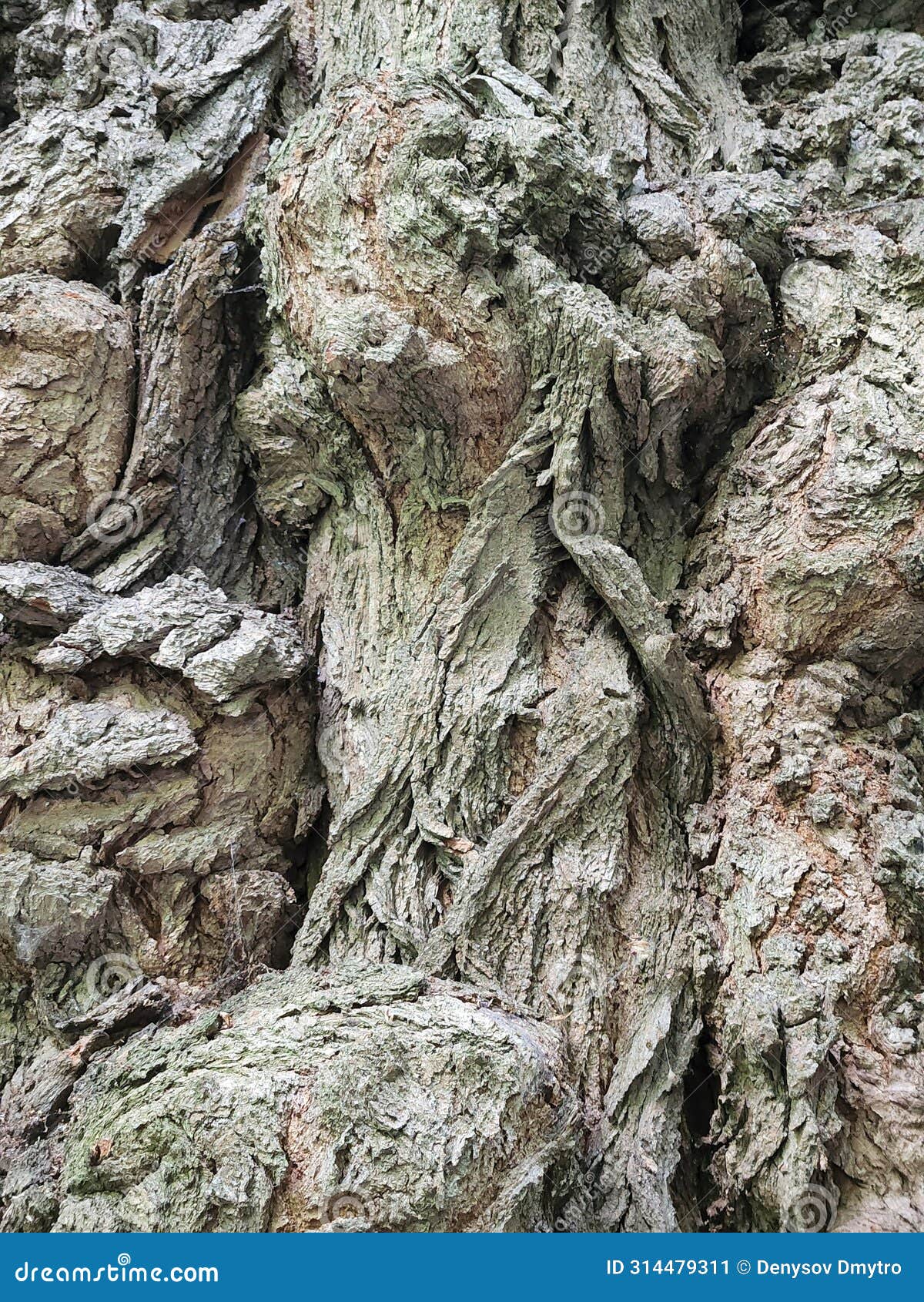 Deciduous Tree Bark. Tree Bark Texture Stock Image - Image of nature ...