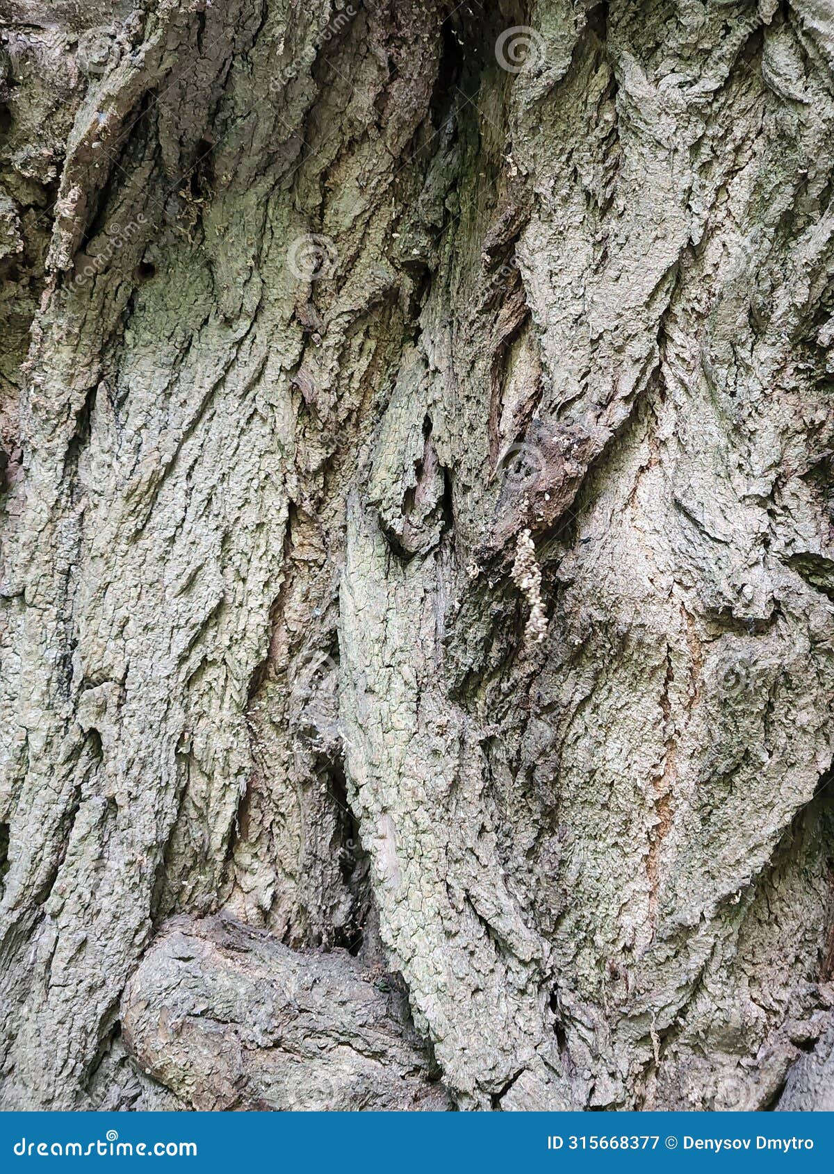 Deciduous Tree Bark. Tree Bark Texture Stock Image - Image of bark ...