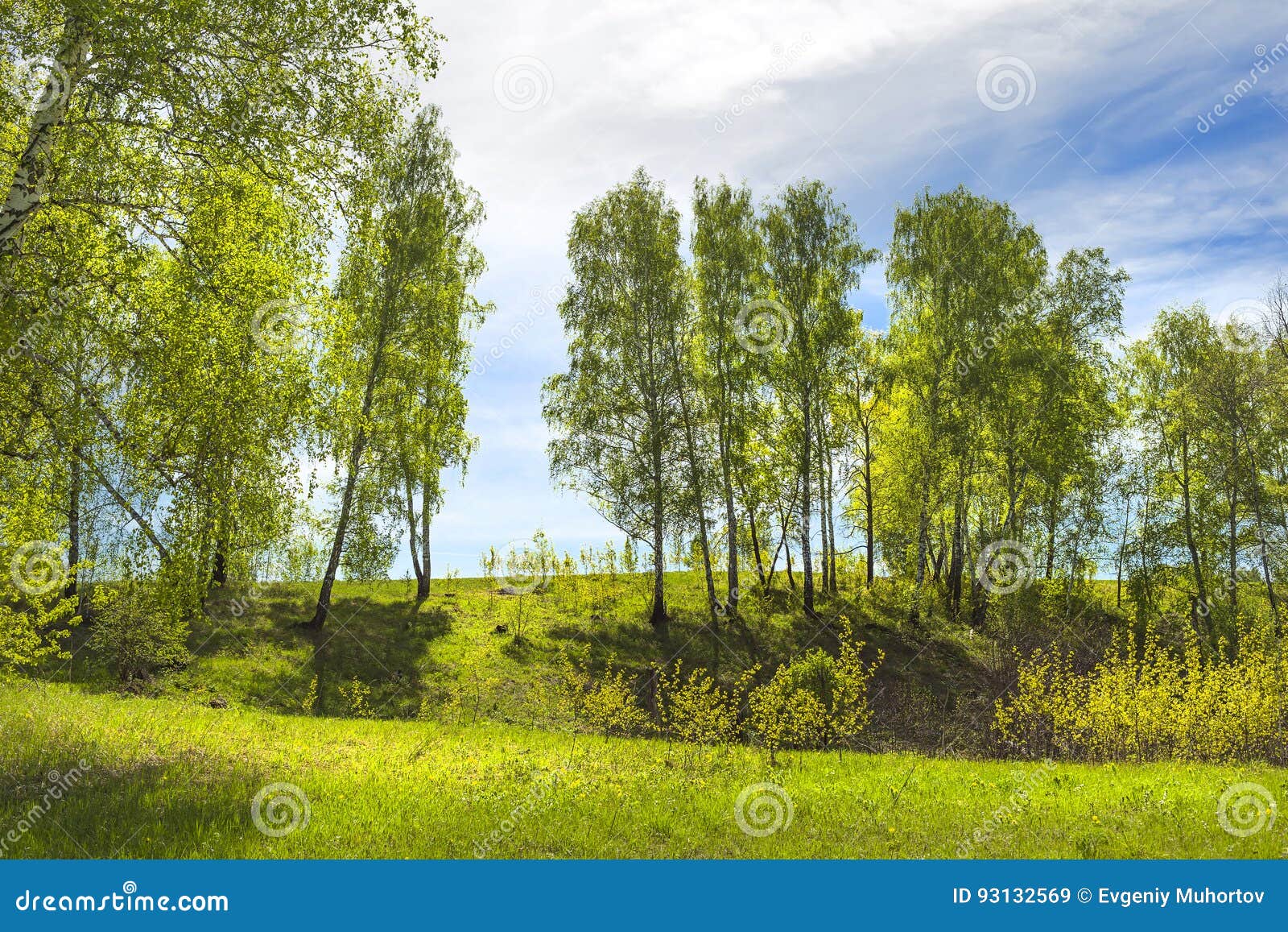 Deciduous Tree Birch ( Lat. Betula ) Stock Image - Image of betula ...
