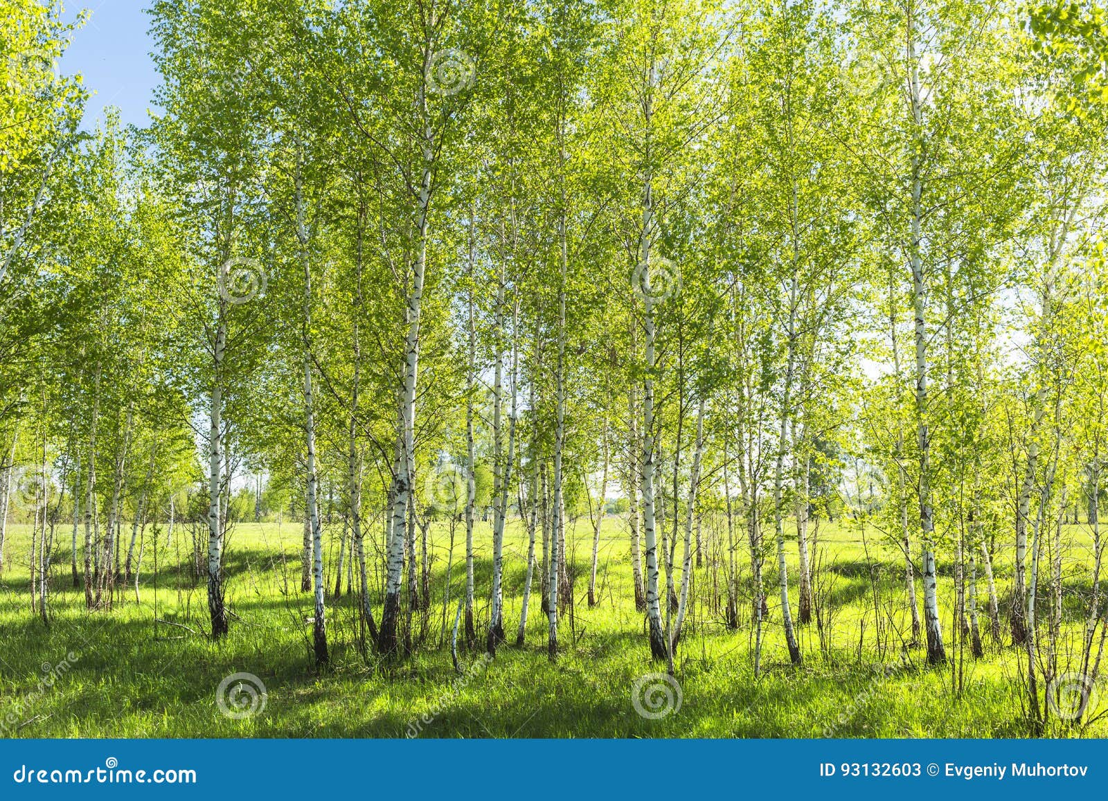 Deciduous Tree Birch & X28; Lat. Betula & X29; Stock Image - Image of ...
