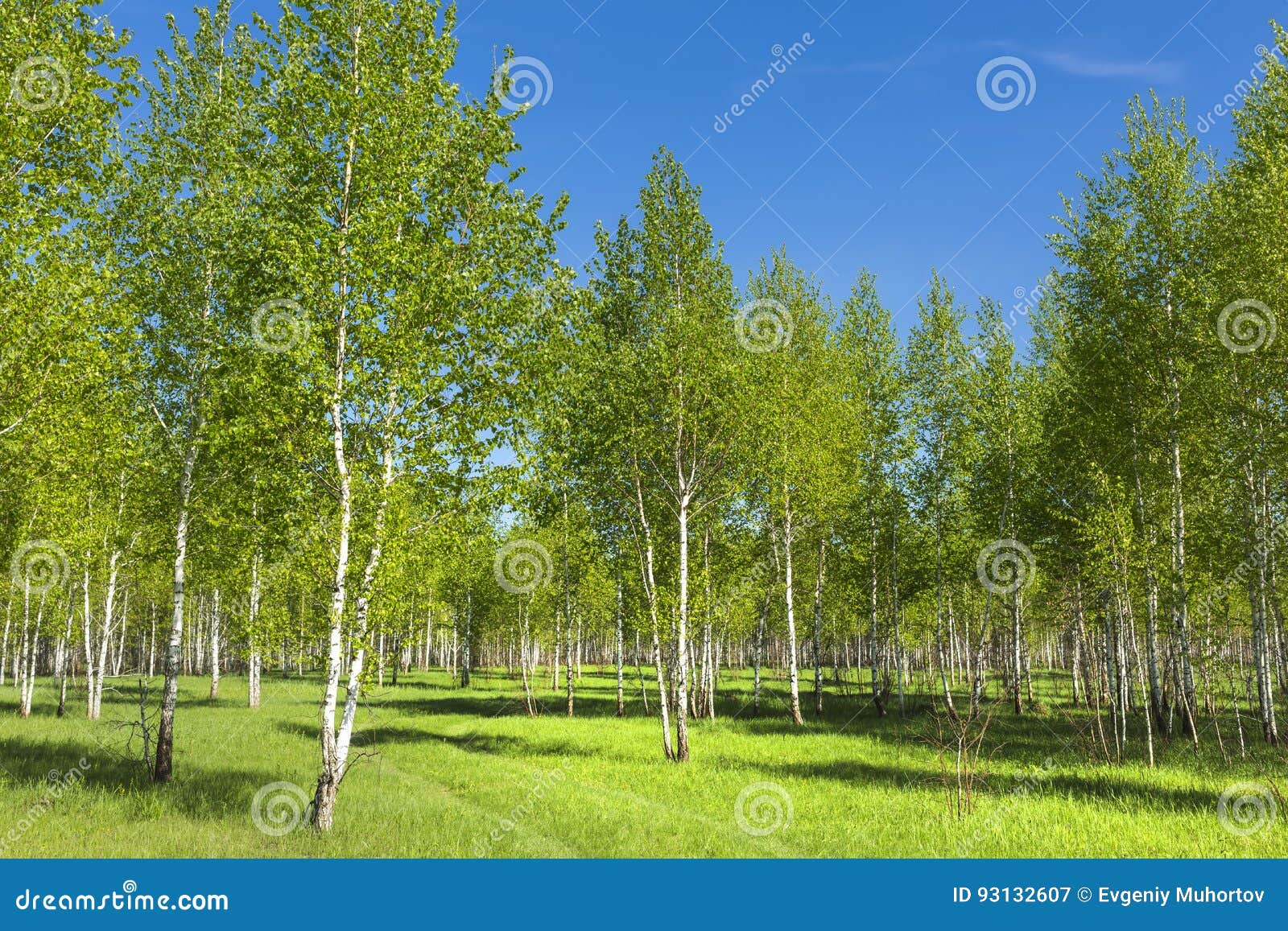 Deciduous Tree Birch ( Lat. Betula ) Stock Image - Image of forest ...