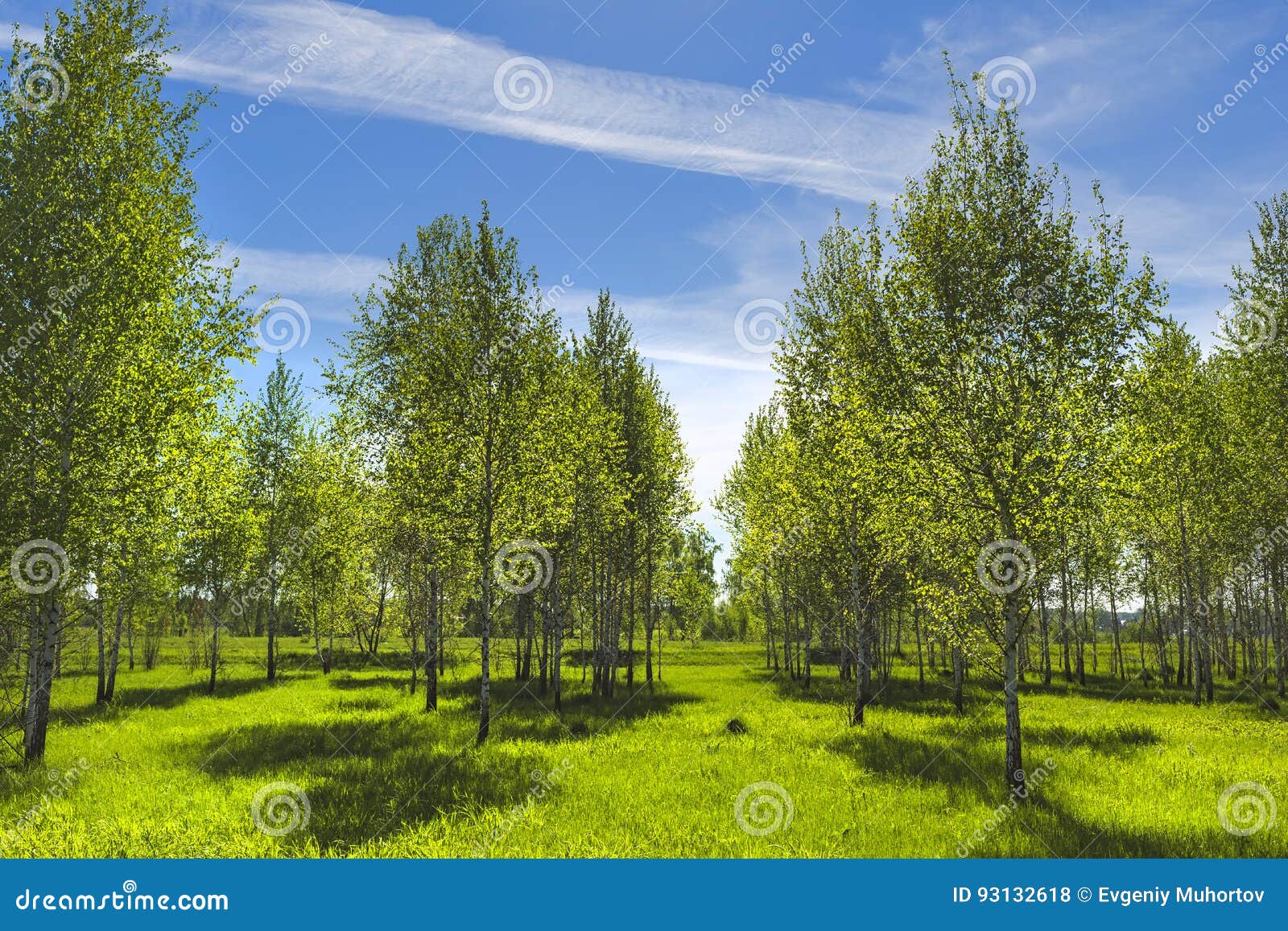 Deciduous Tree Birch ( Lat. Betula ) Stock Photo - Image of trees ...