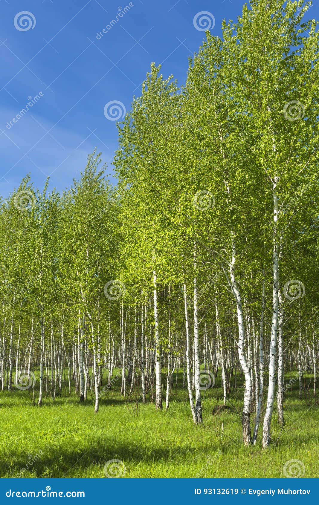 Deciduous Tree Birch ( Lat. Betula ) Stock Image - Image of betula ...