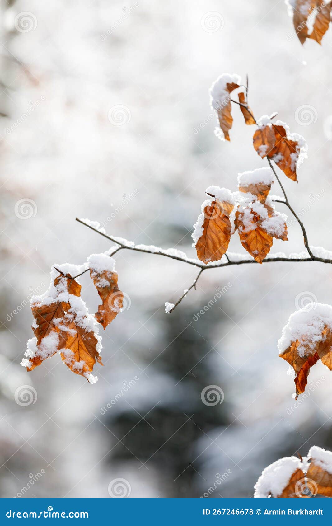 Deciduous tree branch stock photo. Image of nature, deciduous - 267246678