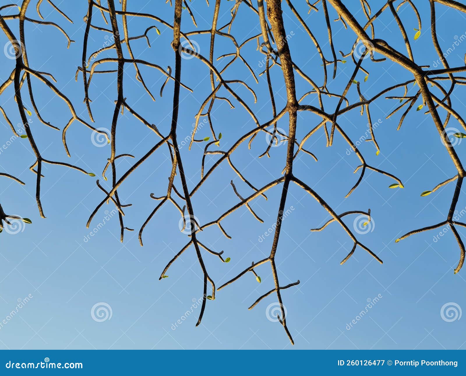 Deciduous Tree Branches and Leaves on Sky Background Stock Image ...