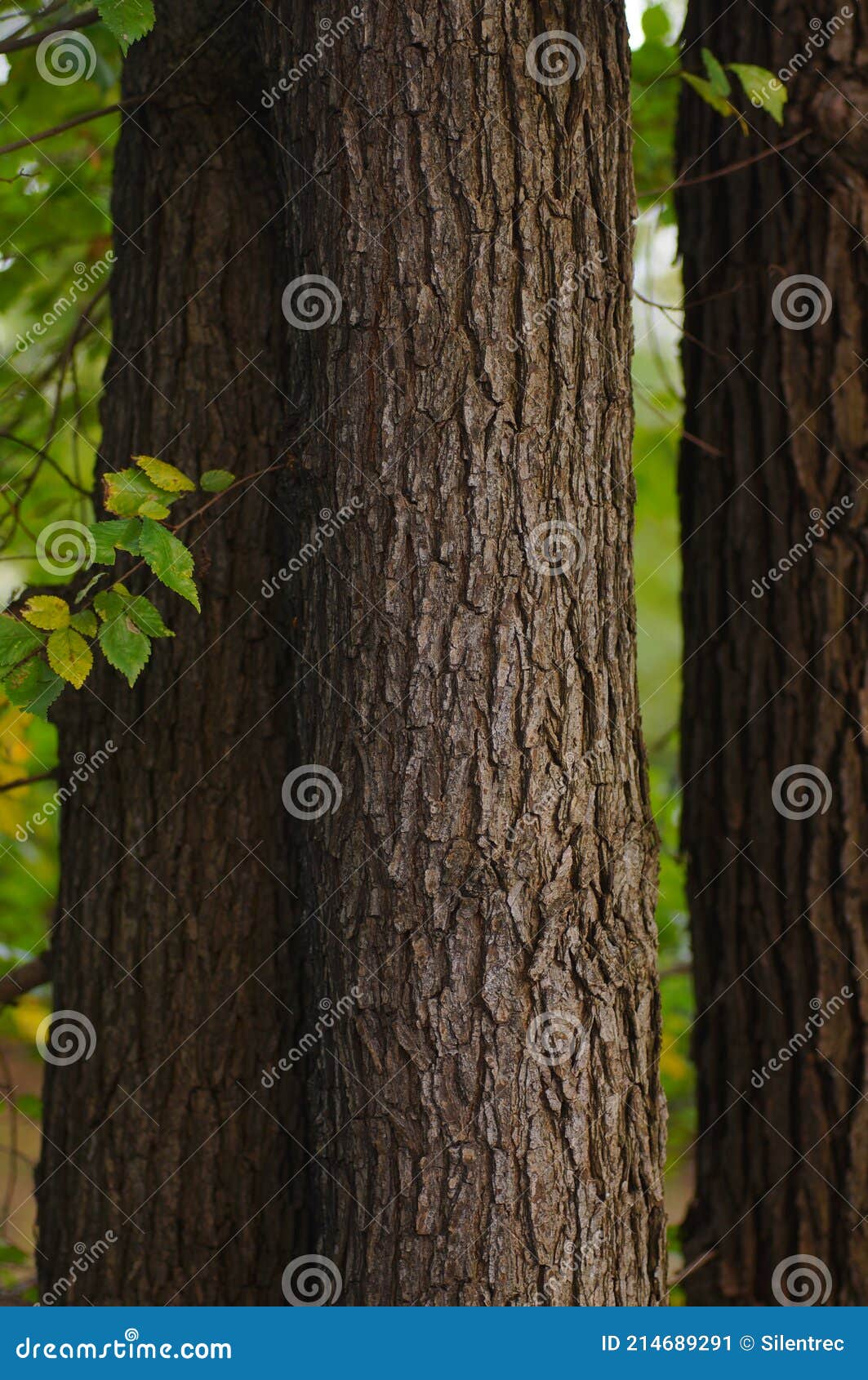 A Deciduous Tree in Close-up. Bark and Moss Structure in Natural ...