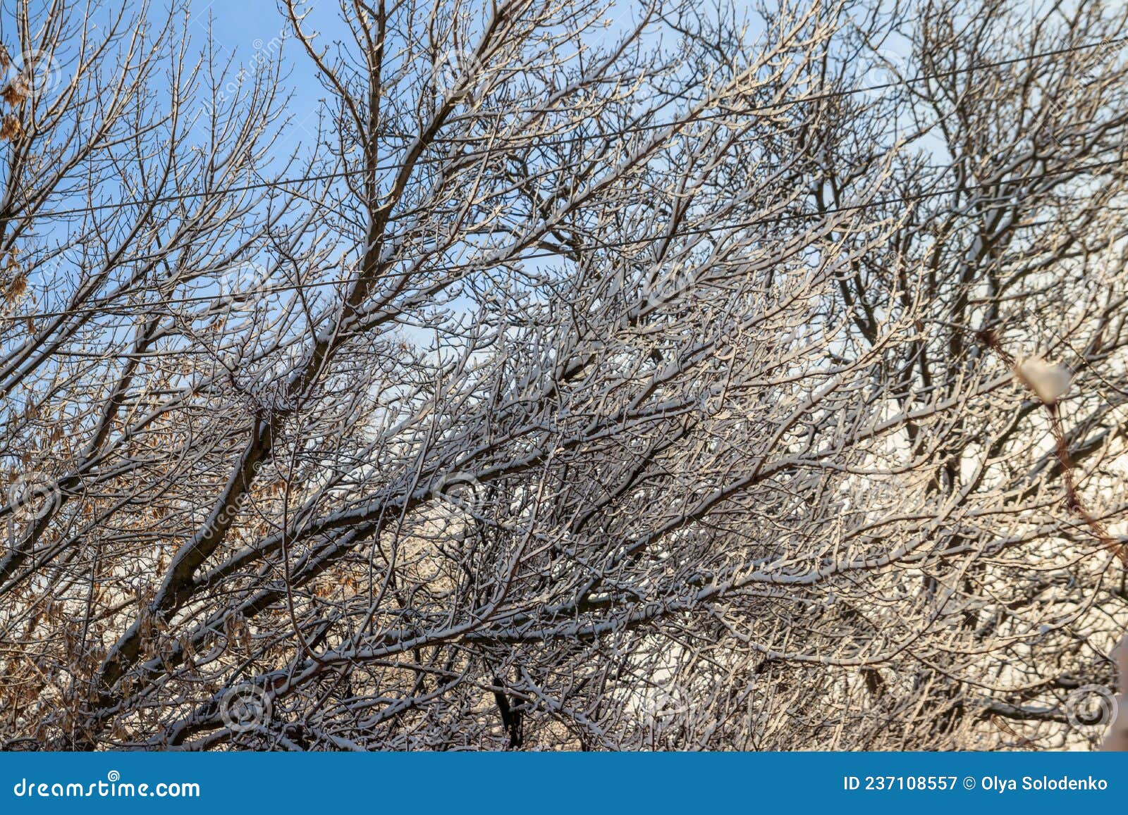 Deciduous Tree Covered with Thick White Snow Stock Image - Image of ...