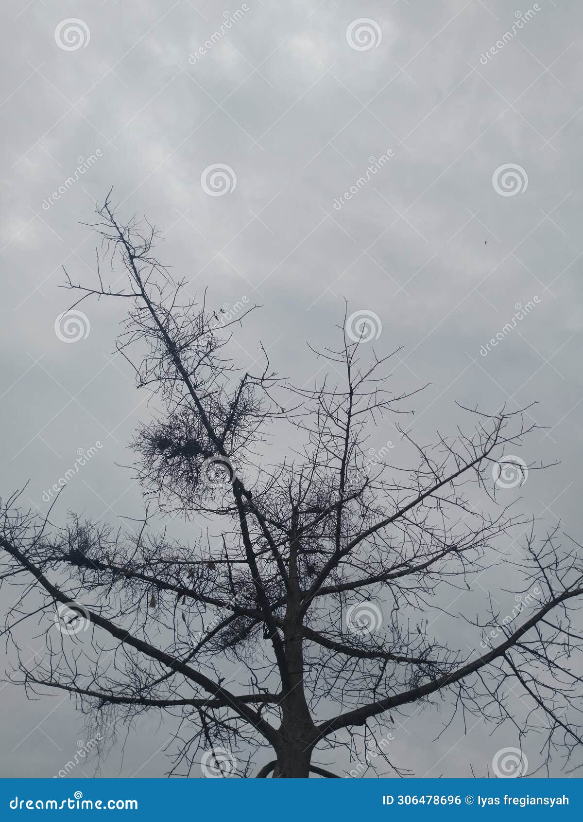 Deciduous Tree with Dry, Brittle Trunk Stock Photo - Image of plant ...