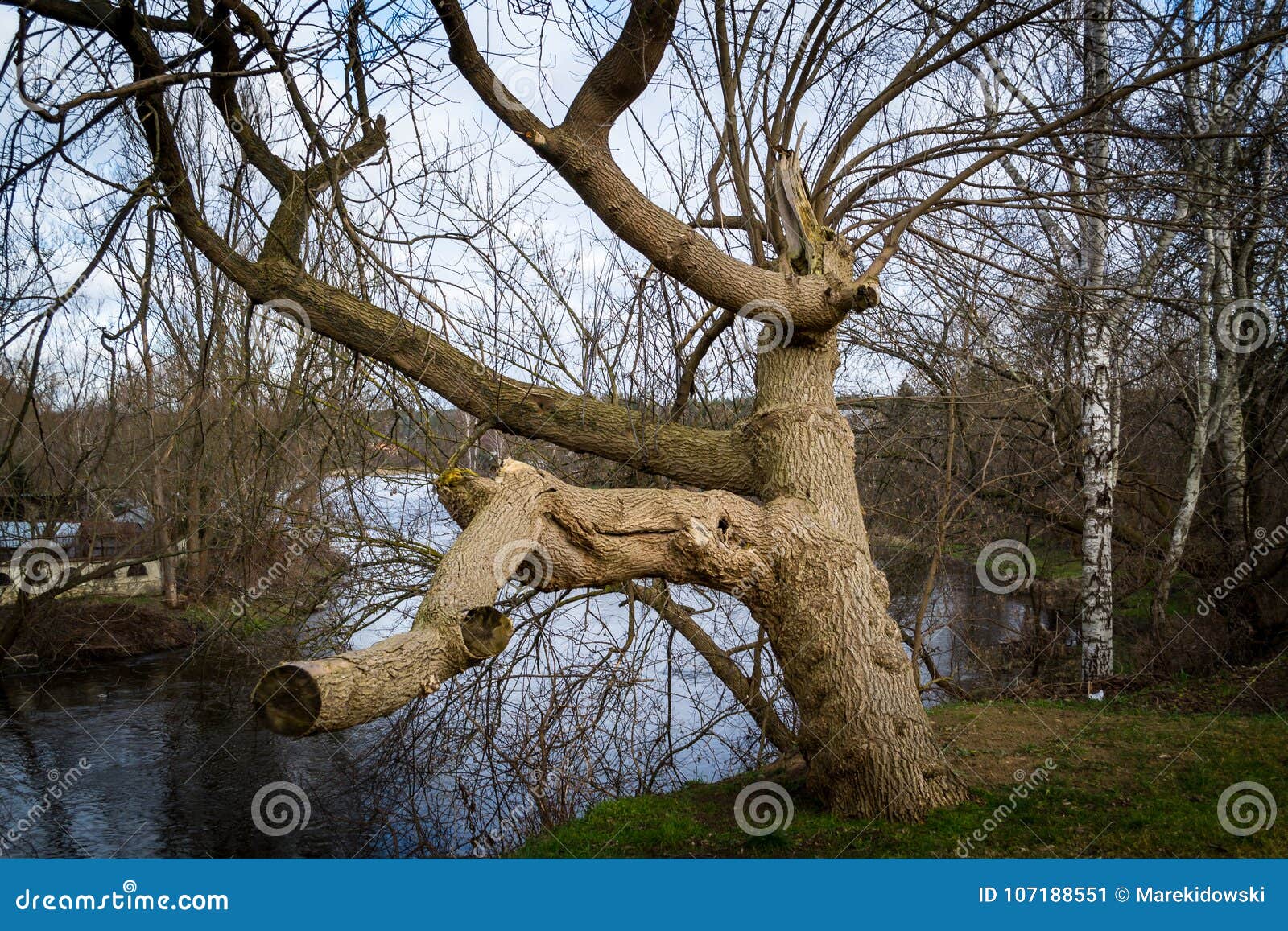 Deciduous Tree in Early Winter. Stock Image - Image of banks, branches ...