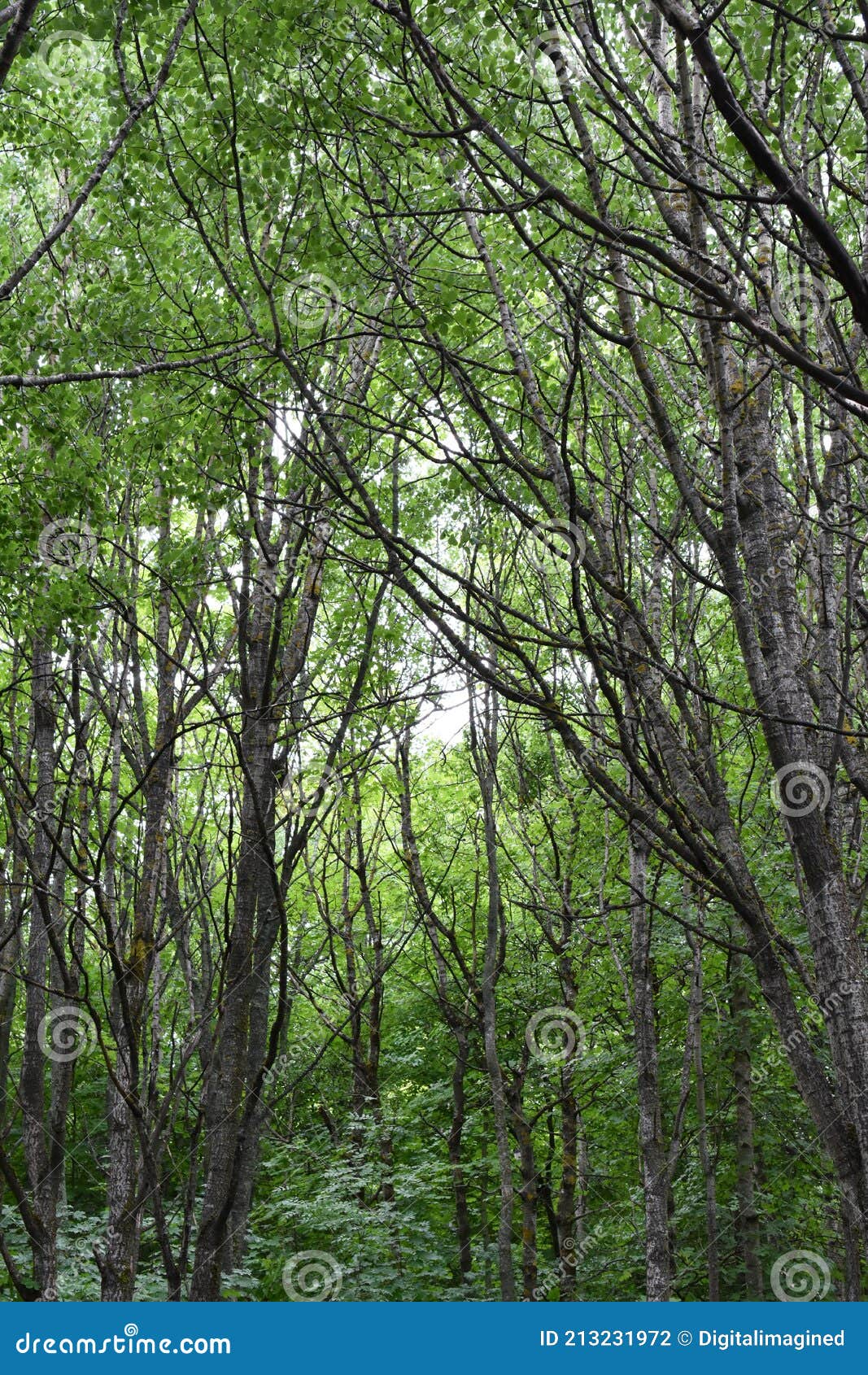 Deciduous Tree Forest Canopy Green Foliage and Tree Trunks Stock Photo ...