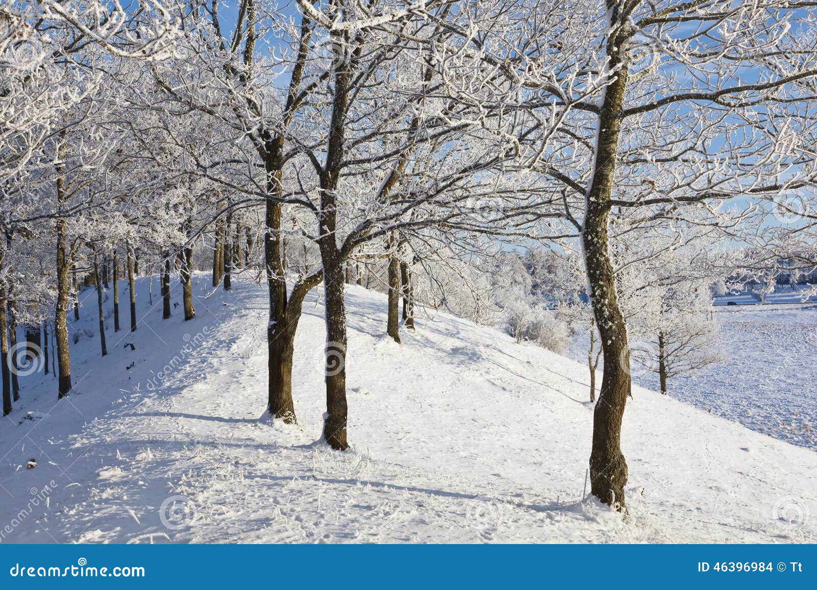 Deciduous Tree Forest with Frost Stock Photo - Image of cold, pasture ...