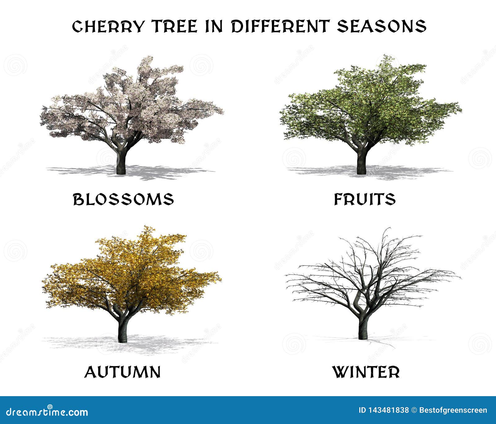 Deciduous Tree in Four Seasons - Cherry Tree Stock Illustration ... Deciduous Tree in Four Seasons - Cherry Tree Stock Illustration ...