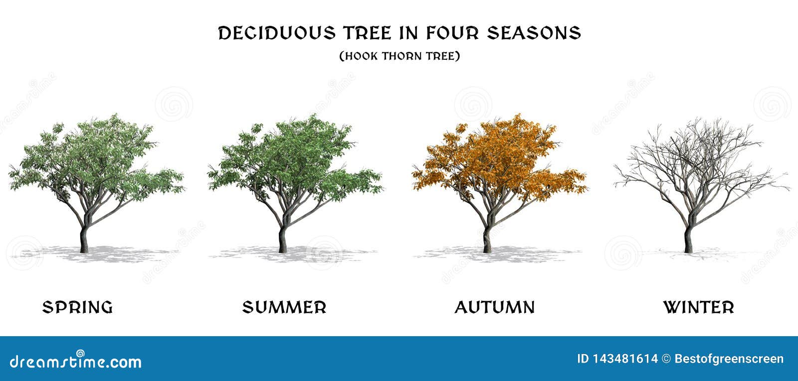 Deciduous Tree in Four Seasons - Hook Thorn Stock Illustration ... Deciduous Tree in Four Seasons - Hook Thorn Stock Illustration ...