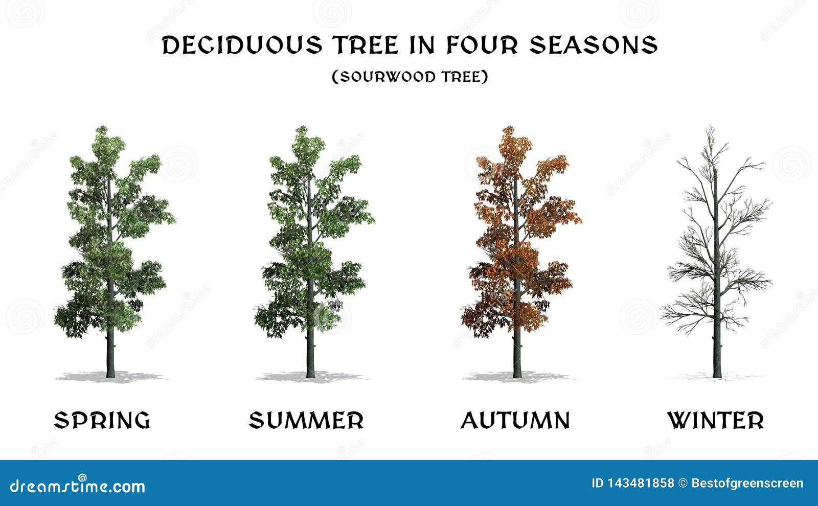 Deciduous Tree in Four Seasons - Sourwood Tree Stock Illustration ... Deciduous Tree in Four Seasons - Sourwood Tree Stock Illustration ...