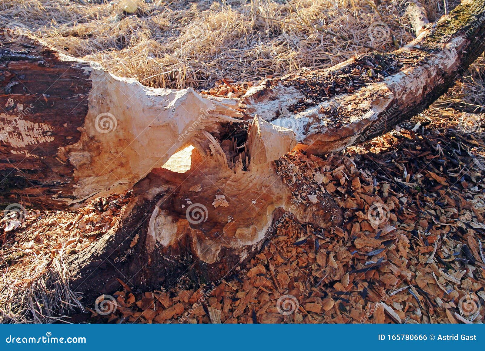 Beaver Bite Marks On Tree Trunk And Water And Trees In Forest In ...