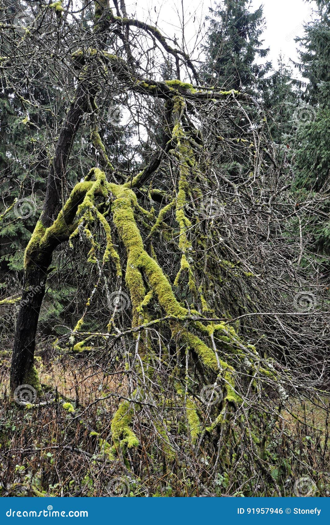 Deciduous Tree with Green Algae in Its Trunks Stock Photo - Image of ...