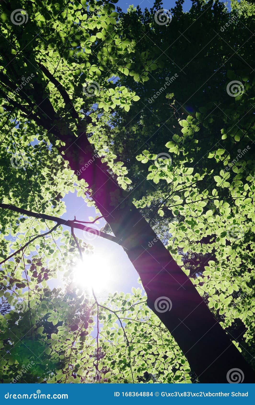 Deciduous Tree with Green Canopy with Full Sun and Blue Sky Stock Photo ...