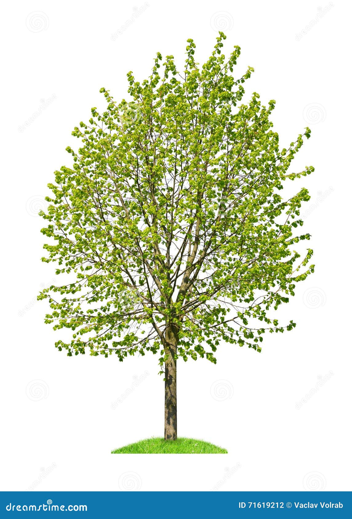 Deciduous Tree Trunk Bark Texture And Structure Royalty-Free Stock ...