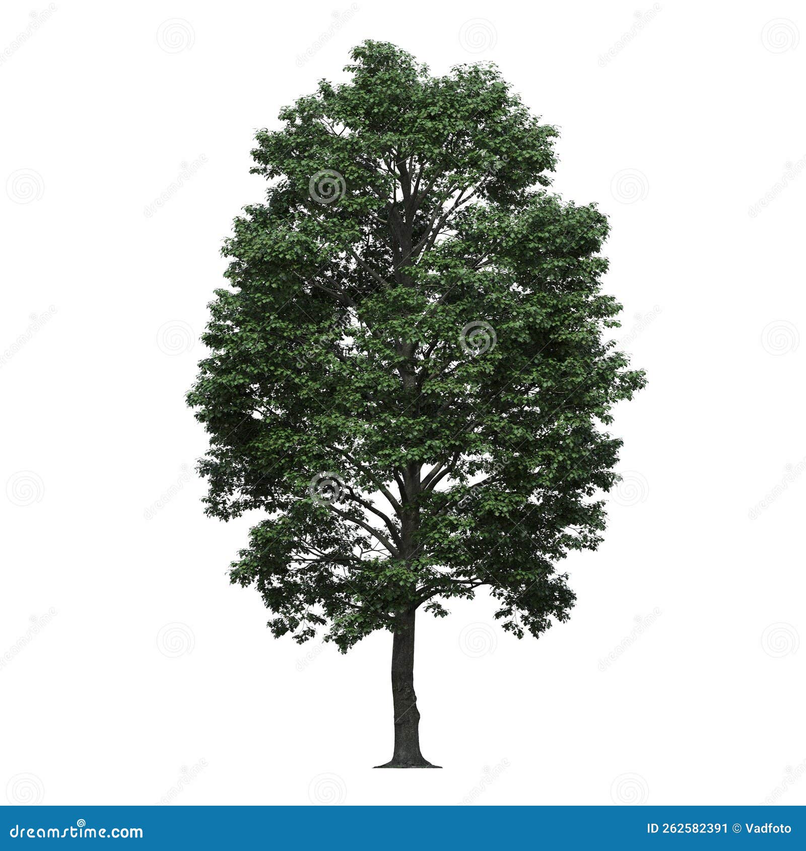 Deciduous Tree, Isolated on White Background Stock Illustration ...