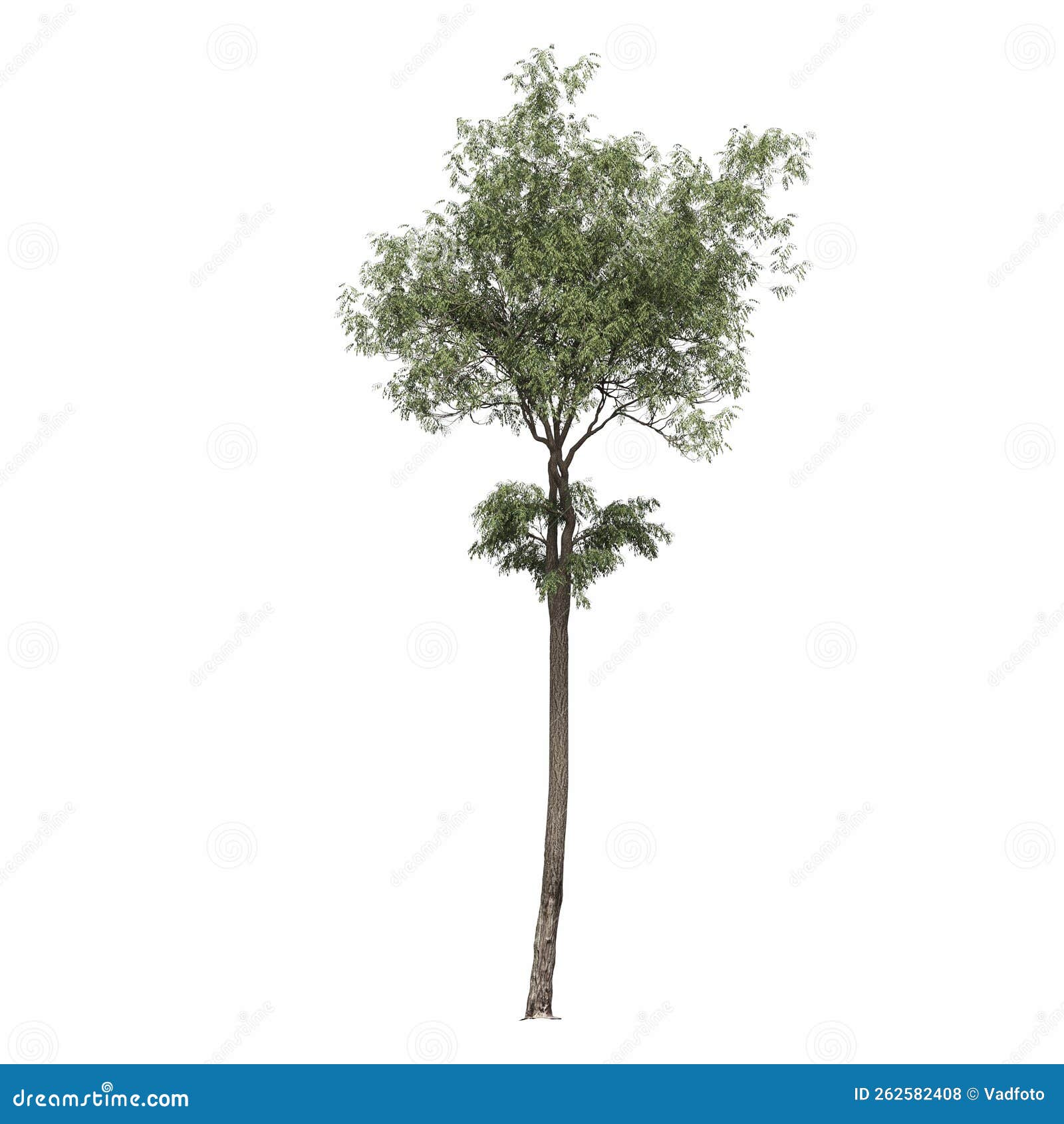 Deciduous Tree, Isolated on White Background Stock Illustration ...