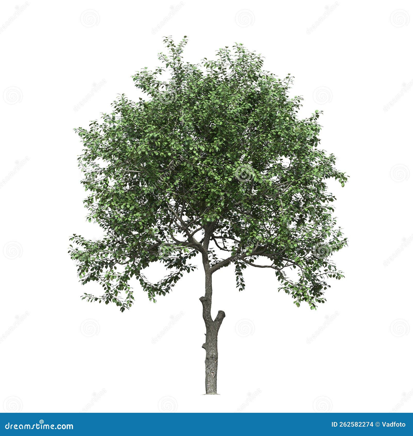 Deciduous Tree, Isolated on White Background Stock Illustration ...