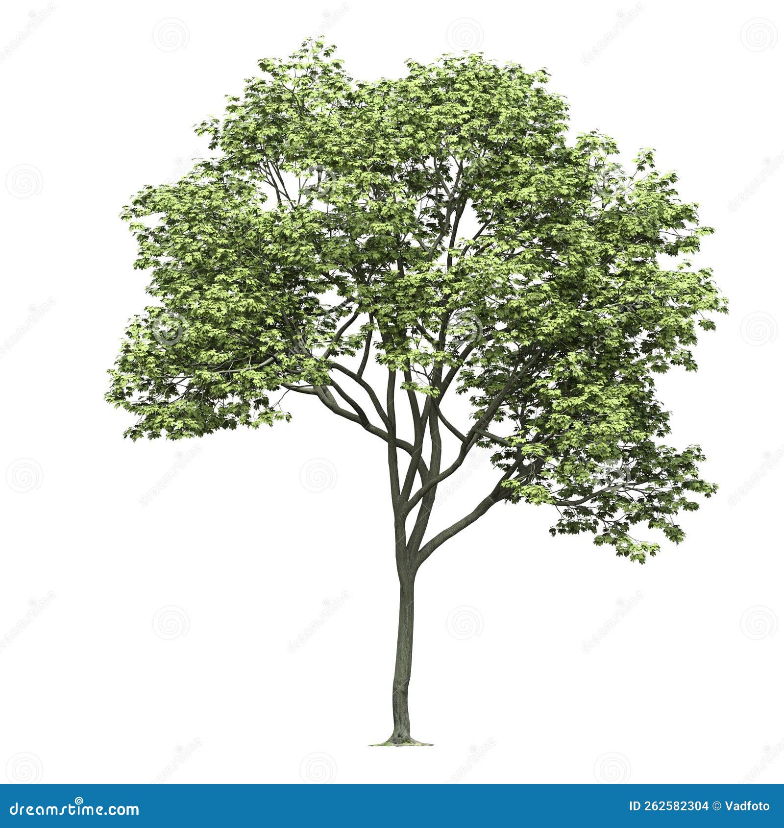 Deciduous Tree, Isolated on White Background Stock Illustration ...