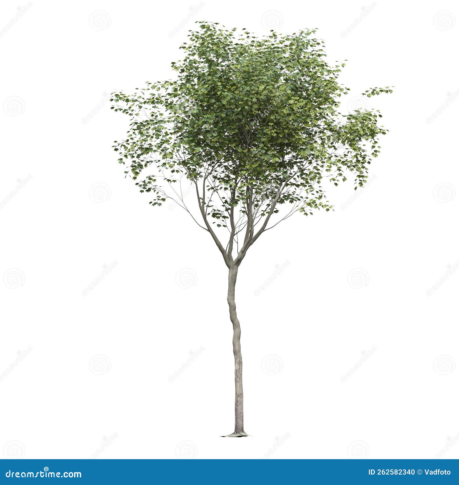 Deciduous Tree, Isolated on White Background Stock Illustration ...