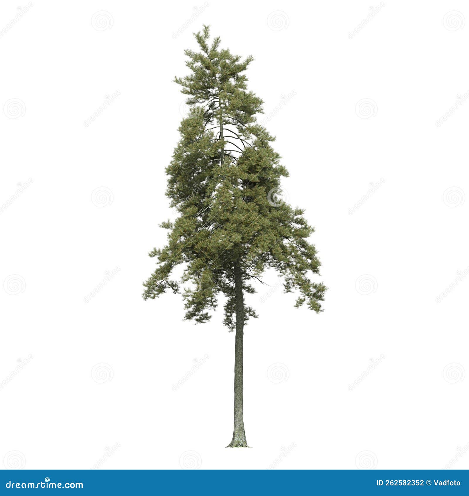 Deciduous Tree, Isolated on White Background Stock Illustration ...