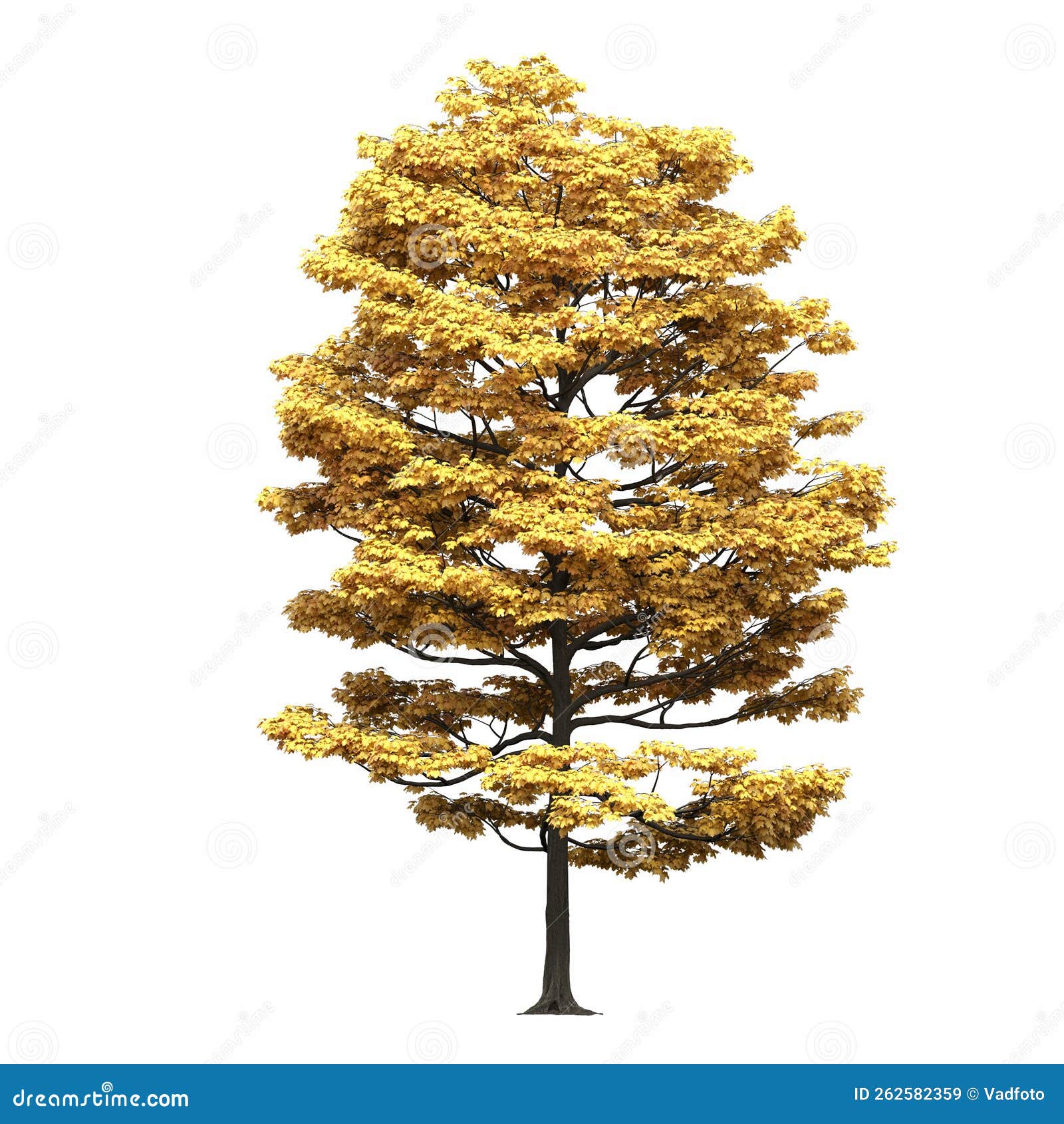 Deciduous Tree, Isolated on White Background Stock Illustration ... Deciduous Tree, Isolated on White Background Stock Illustration ...