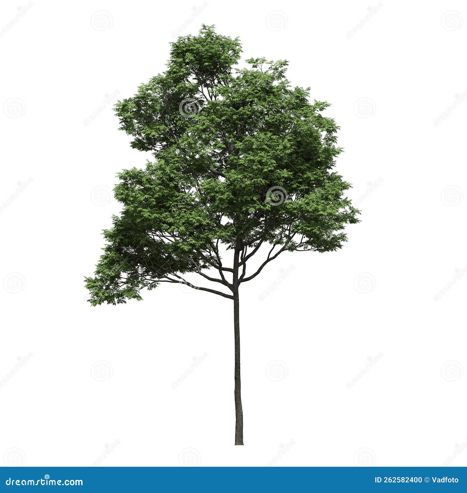 Deciduous Tree, Isolated on White Background Stock Illustration ...