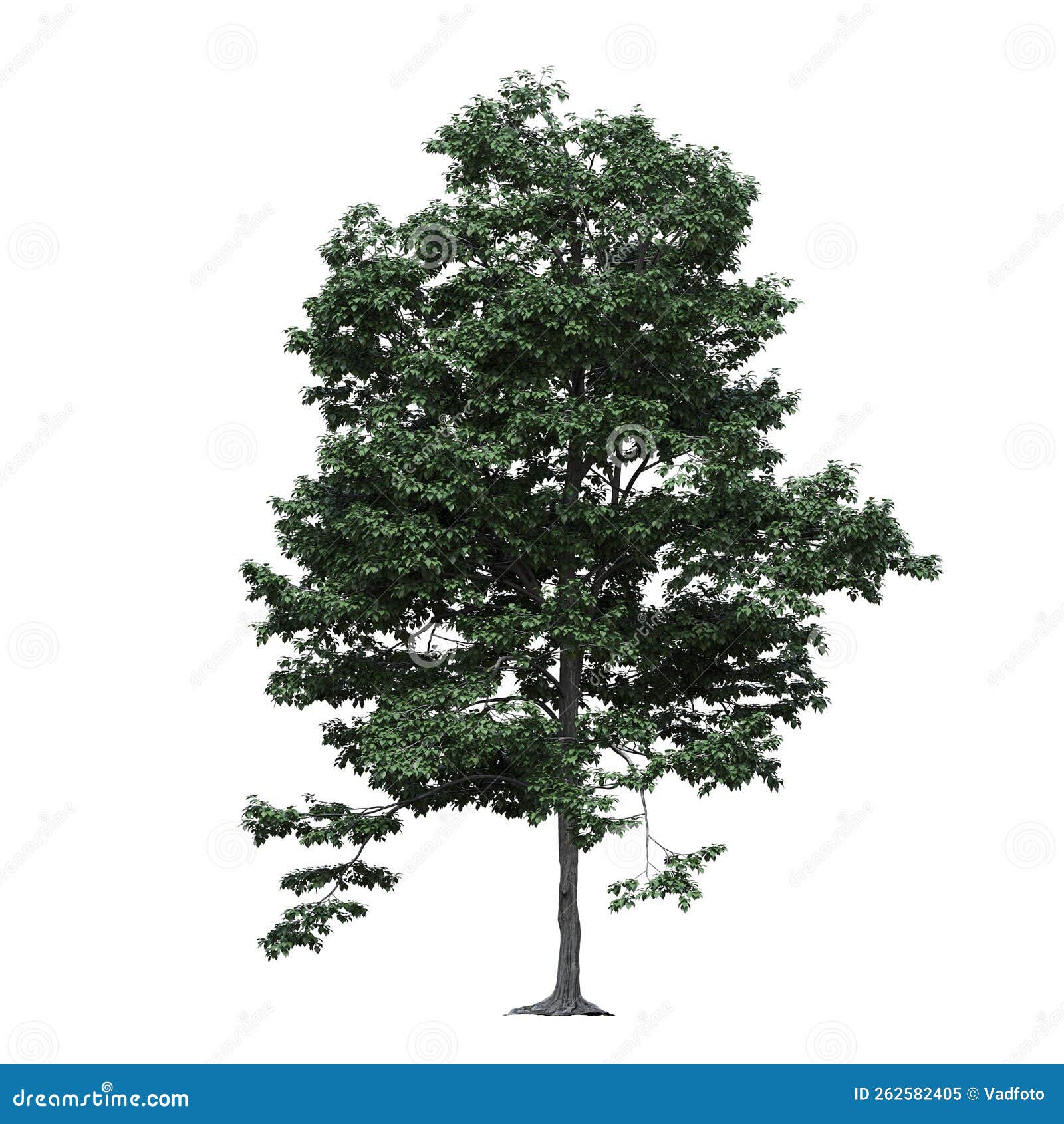 Deciduous Tree, Isolated on White Background Stock Illustration - Illustration of object, skin ...