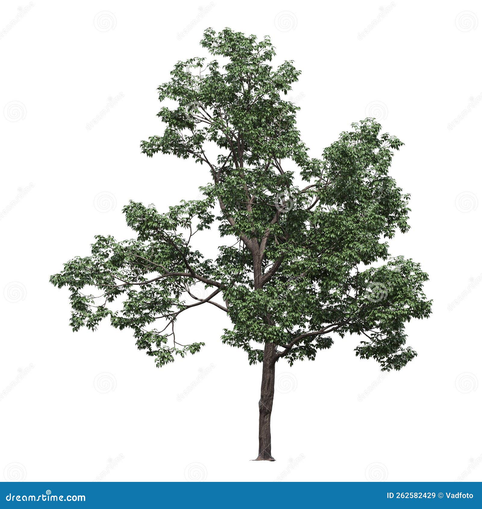 Deciduous Tree, Isolated on White Background Stock Illustration ...