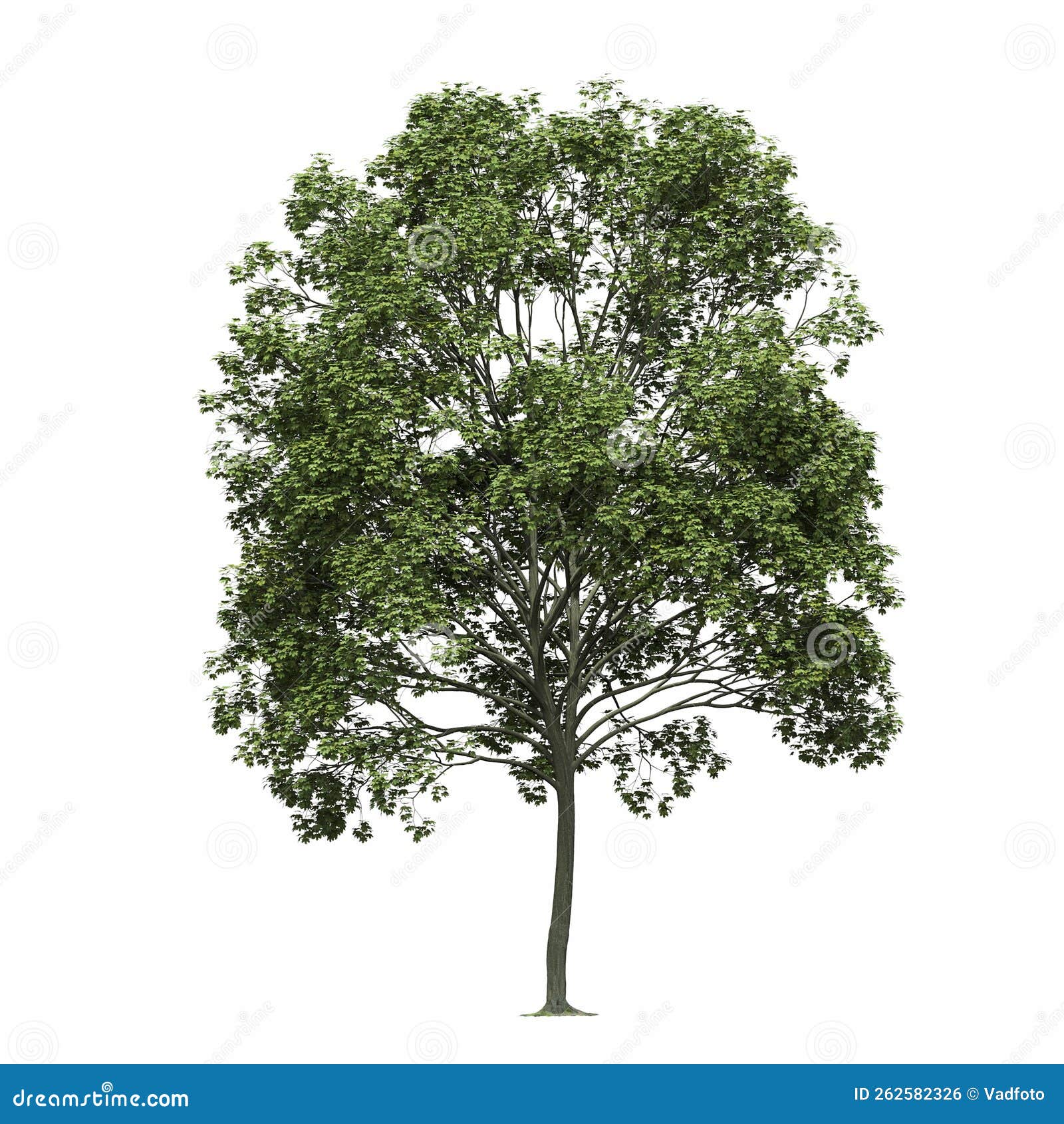 Deciduous Tree, Isolated on White Background Stock Illustration ...