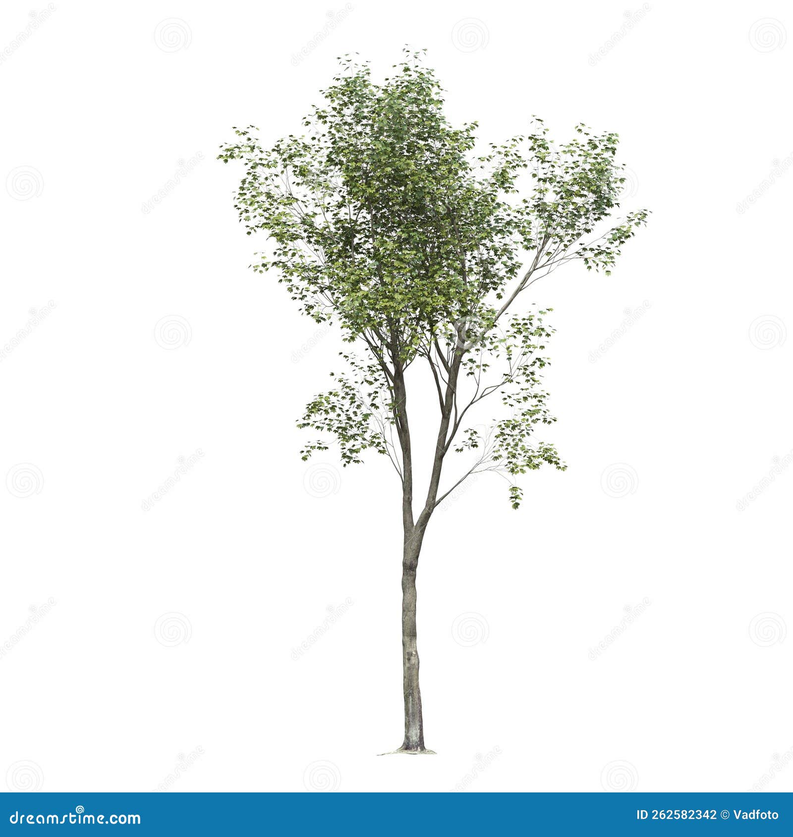 Deciduous Tree, Isolated on White Background Stock Illustration ...