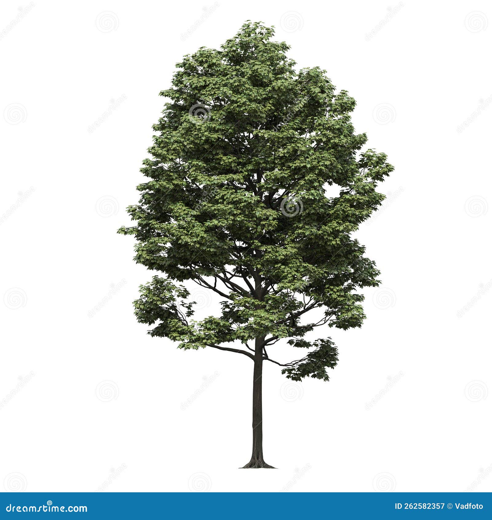 Deciduous Tree, Isolated on White Background Stock Illustration ...